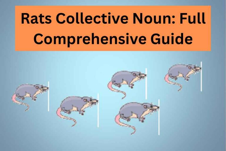 Rats Collective Noun | Pack, Colony, Mischief and More
