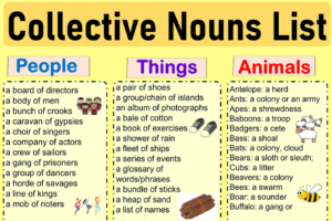 What Is a Collective Noun? Definition, Rules & Examples List